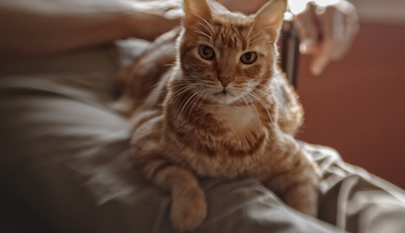 Dogs, Cats And Even Pet Spiders Can Help Children With Autism - The Dodo
