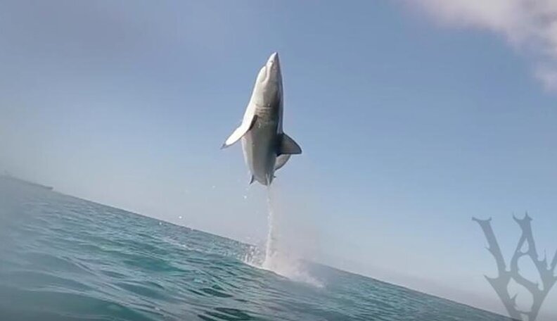 Shark Puts Whales To Shame With Incredible Leap - The Dodo