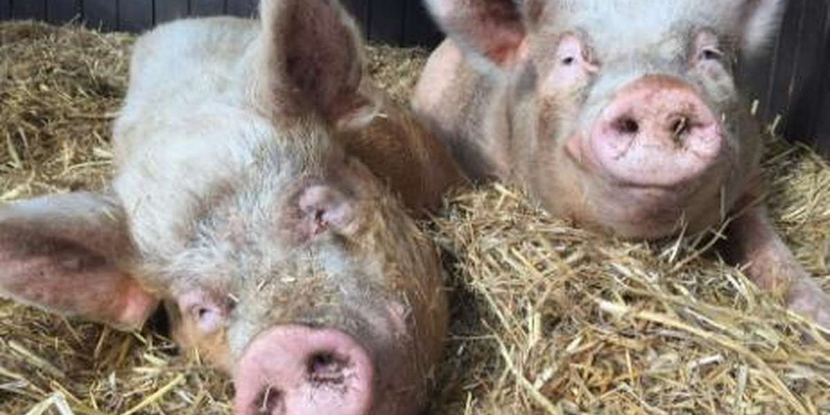 Pigs Who Starred In 'Charlotte's Web' Ended Up Spoiled Rotten - The Dodo