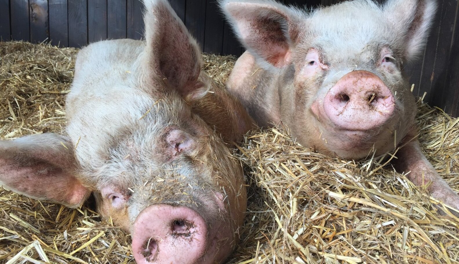 Pigs Who Starred In 'Charlotte's Web' Ended Up Spoiled Rotten - The Dodo