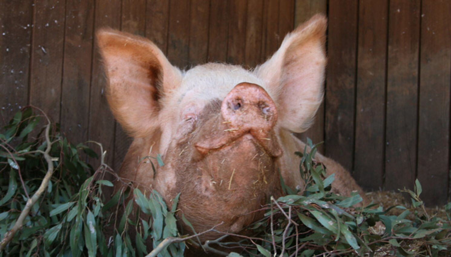 Pigs Who Starred In 'Charlotte's Web' Ended Up Spoiled Rotten - The Dodo