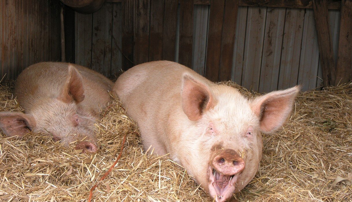 Pigs Who Starred In 'Charlotte's Web' Ended Up Spoiled Rotten - The Dodo