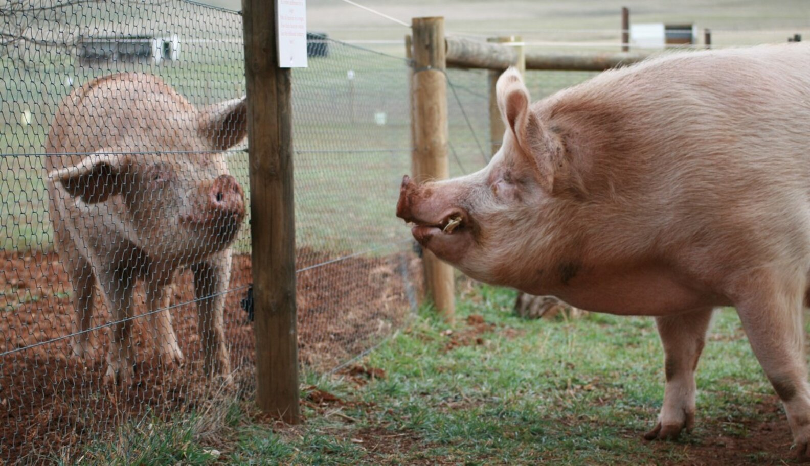 Pigs Who Starred In 'Charlotte's Web' Ended Up Spoiled Rotten - The Dodo