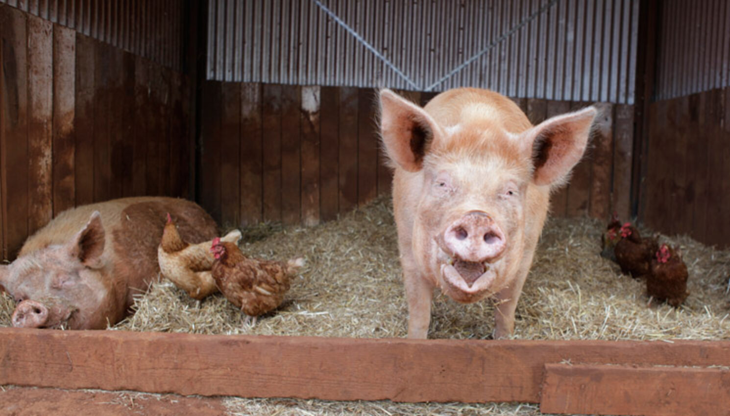 Pigs Who Starred In 'Charlotte's Web' Ended Up Spoiled Rotten - The Dodo