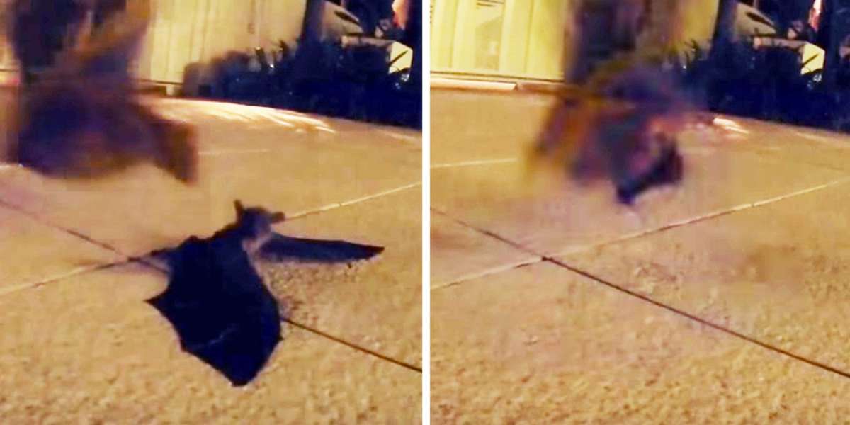Bat Mom Hears Baby's Cries For Help, Swoops In To Save The Day - The Dodo