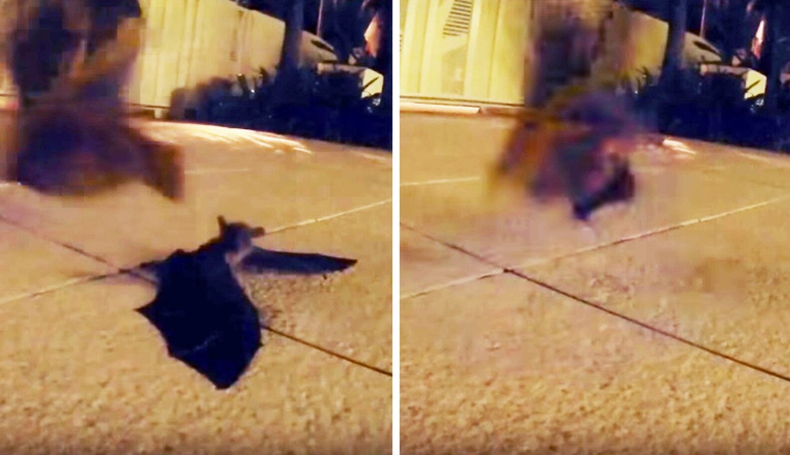 Bat Mom Hears Baby's Cries For Help, Swoops In To Save The Day - The Dodo