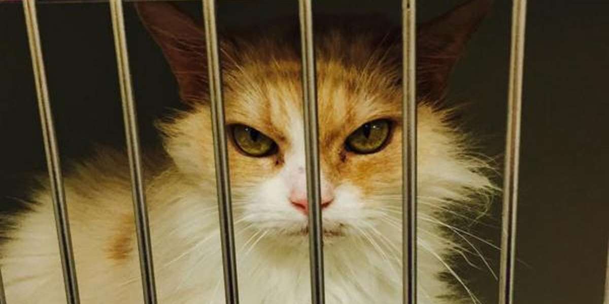 They Thought She Was Angry To Be In A Shelter. Then They Took Her Home ...