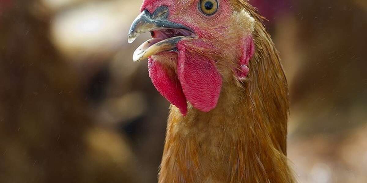 Criminal Act Distracts From Daily Abuse Suffered By Chickens - The Dodo
