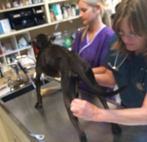 Skinny Dog Who Collapsed At Shelter Is Learning To Love Life Again ...