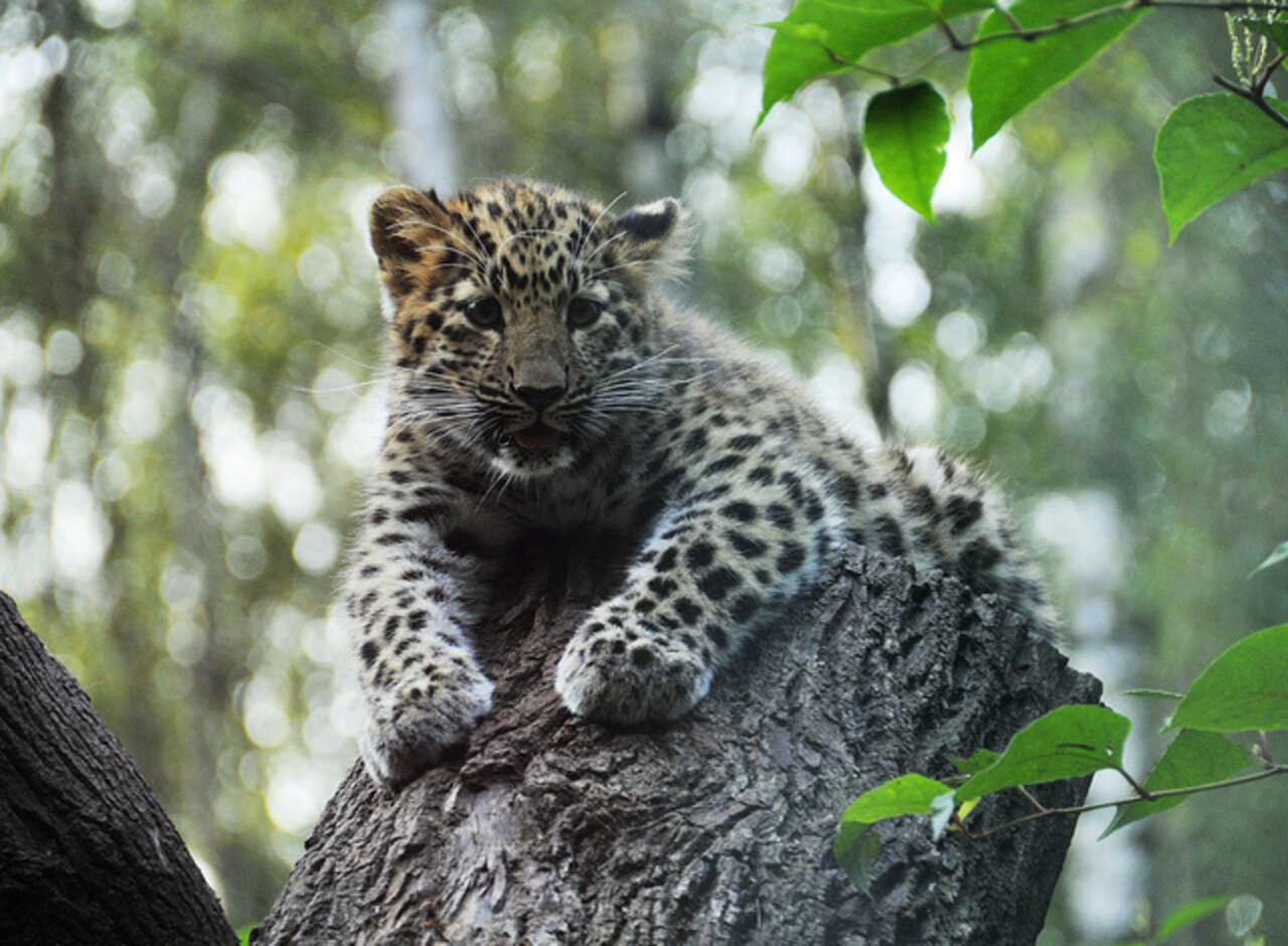The World’s Rarest Wild Cat Just Doubled In Number - The Dodo