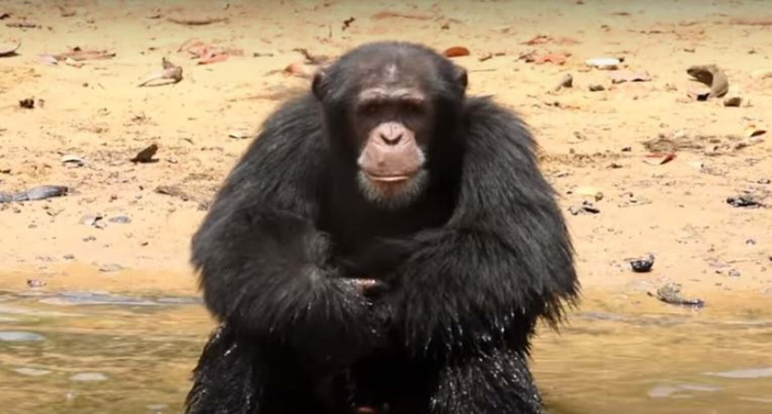 Chimp's Parents Tried To Help Him Break Out Of Lab Where He Was Born ...