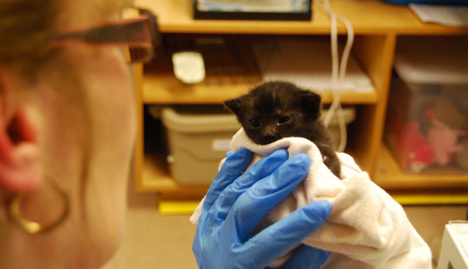 Inside The Kitten Nursery That Has Saved 5,000 Tiny Lives - The Dodo