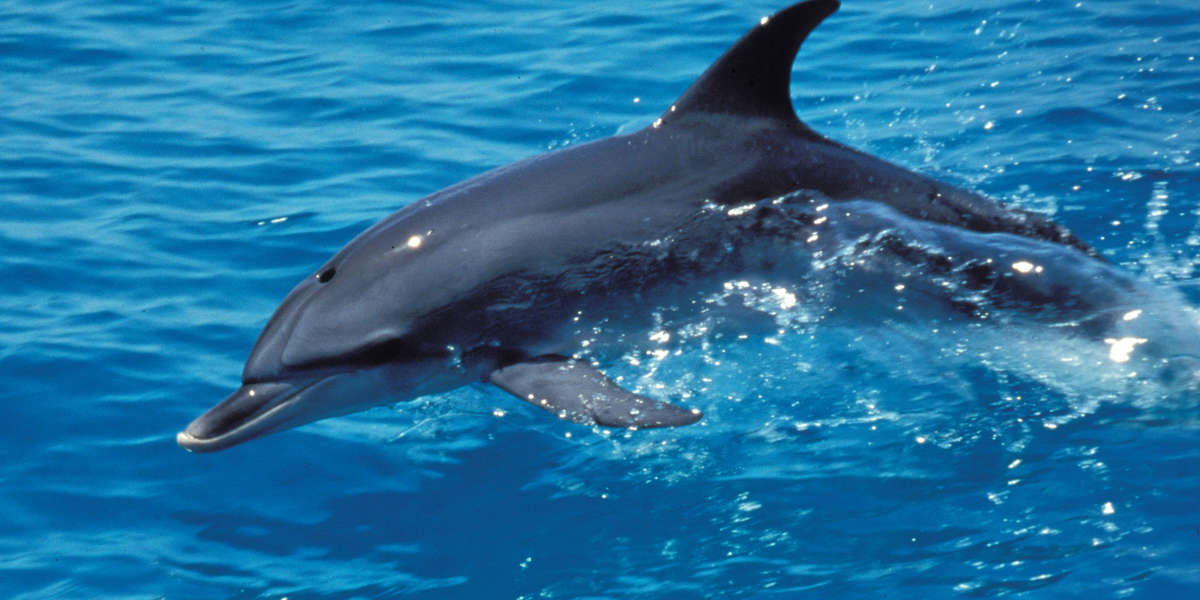 The Dolphin Defender ~ About - The Dodo