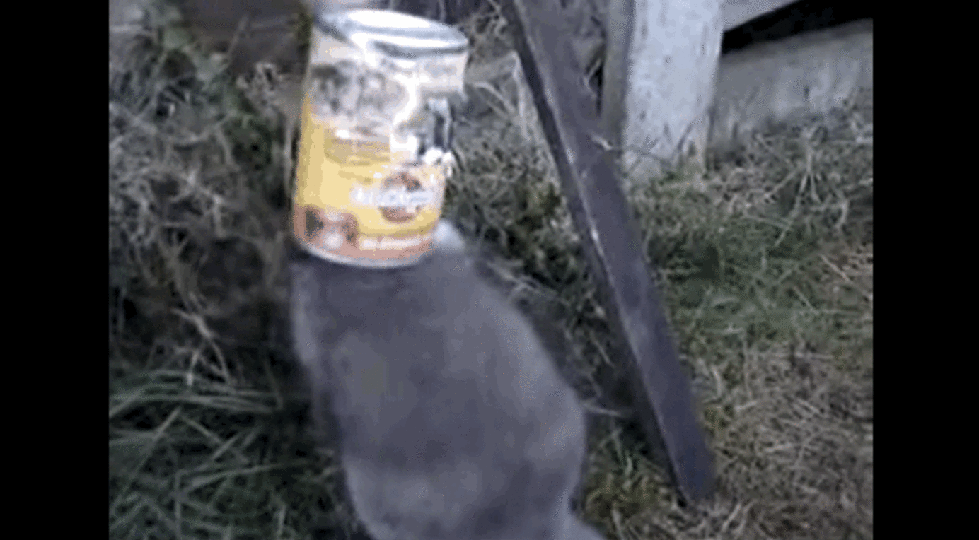 Man Rescues Baby Fox From Tin Can, And Fox Says Thank You - The Dodo