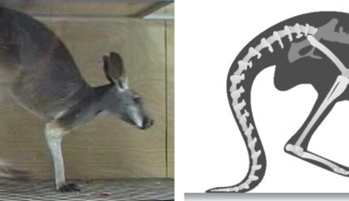 New Study Reveals Surprising Twist On The Kangaroo's Tail - The Dodo