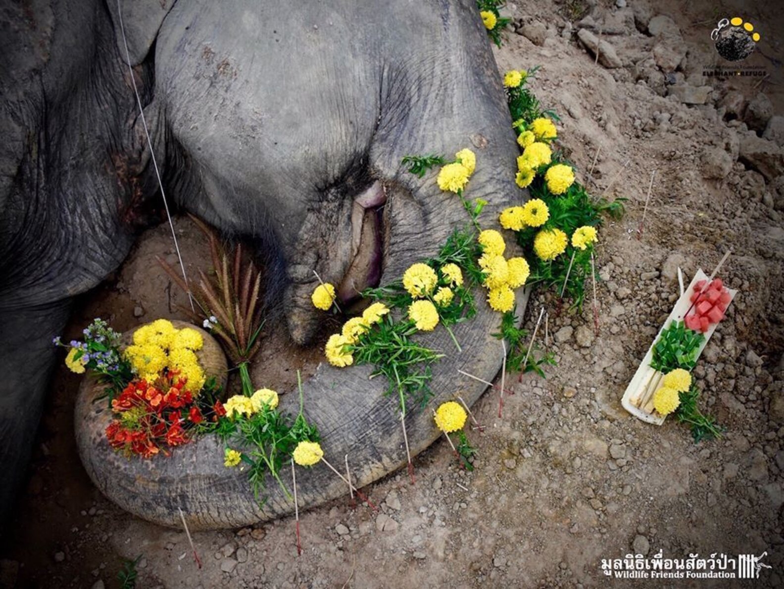 People Give Rescued Elephant The Sweetest Goodbye - The Dodo