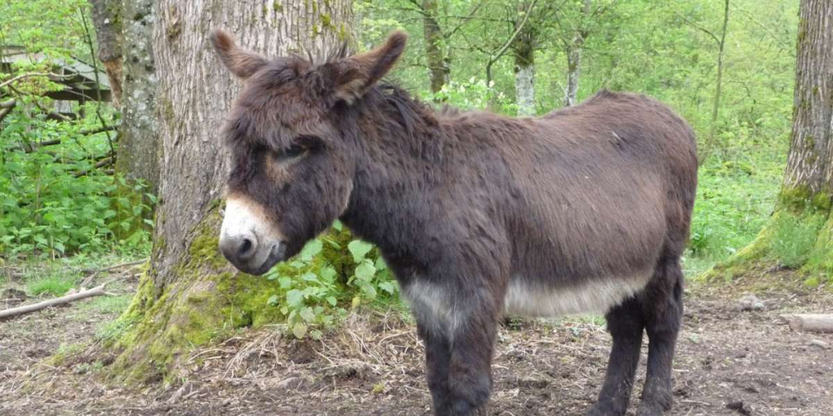 A New Book Spotlights Simon, A Donkey Who Went To Hell And Back - The Dodo