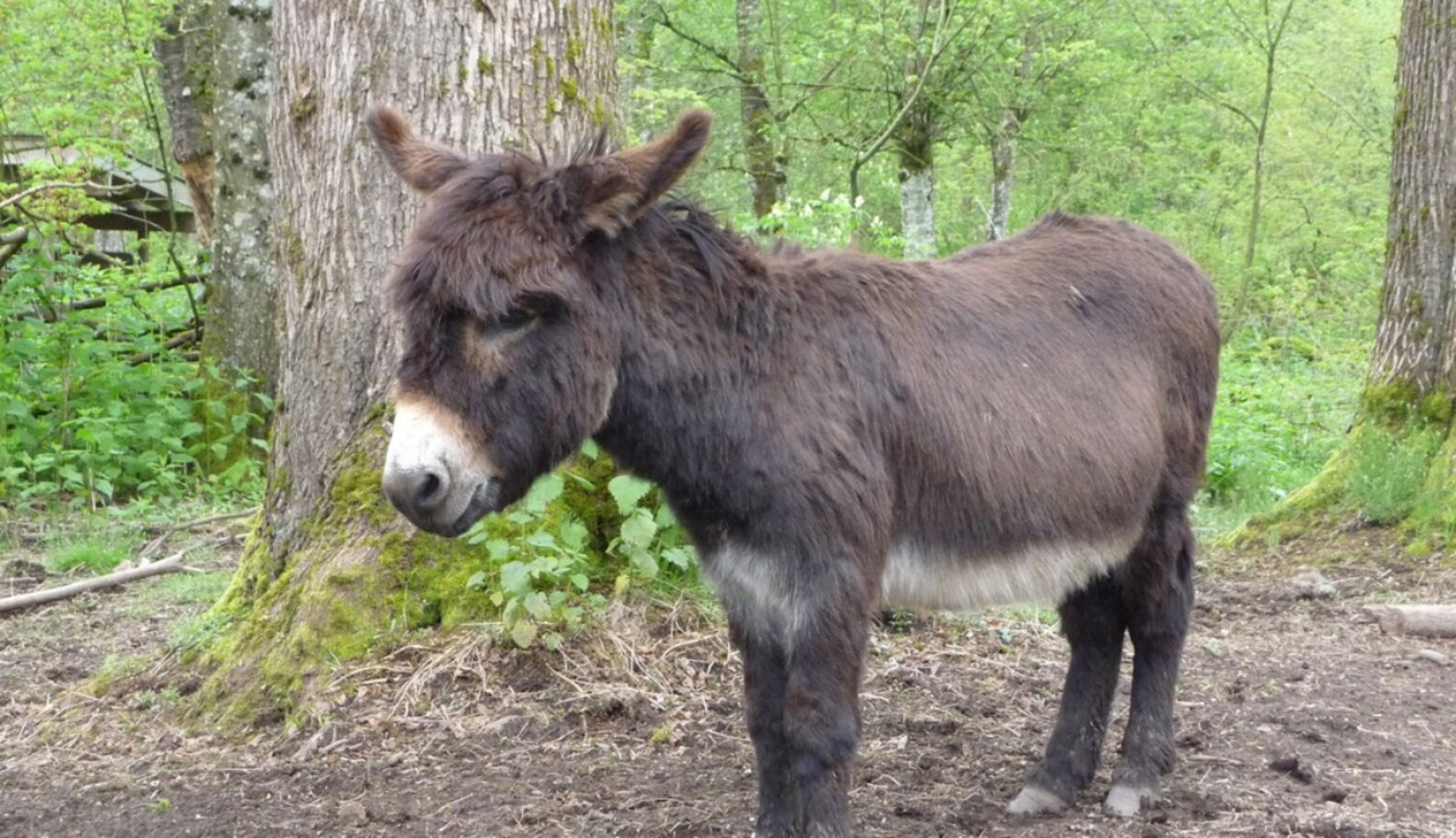 A New Book Spotlights Simon, A Donkey Who Went To Hell And Back - The Dodo