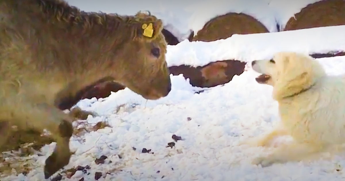 Dog Meets Cows, Instantly Falls In Love - The Dodo