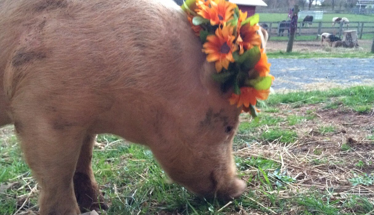 Rescue Pigs Get Flower Crowns To Make Them More Adoptable - The Dodo