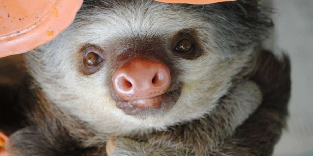 A day in the life of a sloth - The Dodo