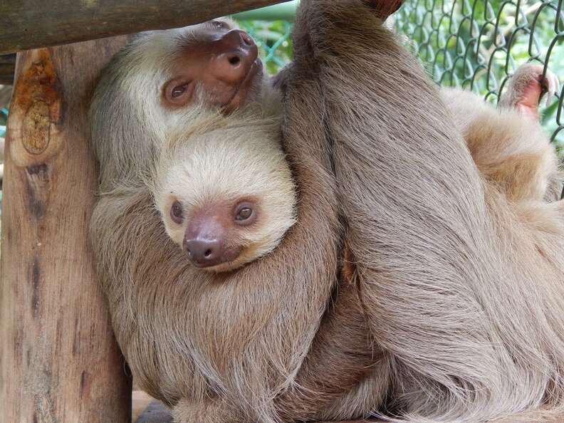 A day in the life of a sloth - The Dodo