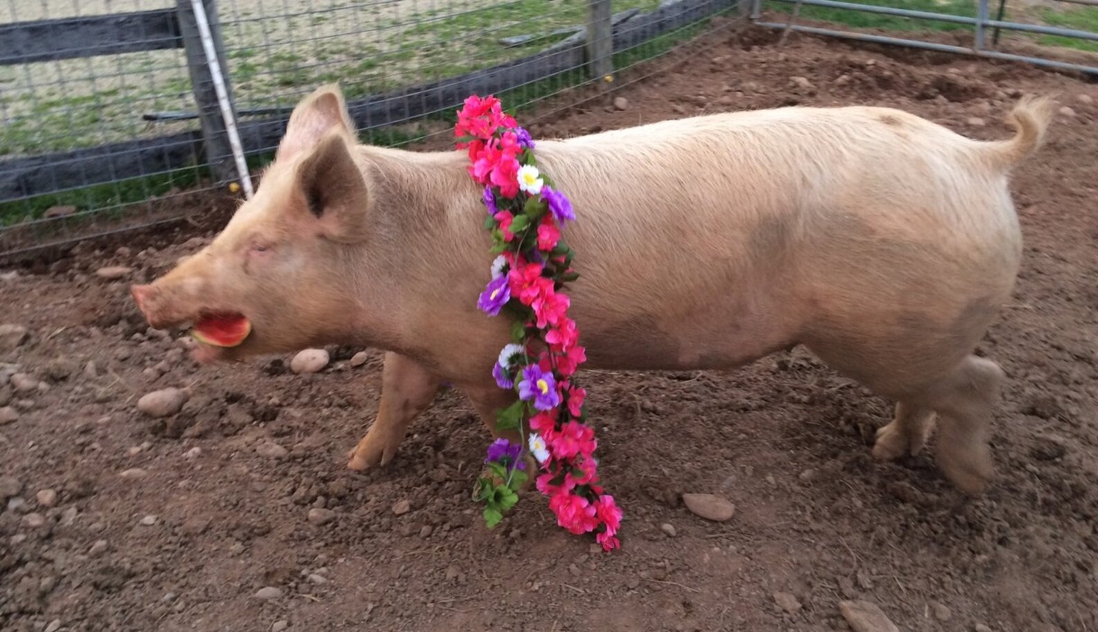 Rescue Pigs Get Flower Crowns To Make Them More Adoptable - The Dodo