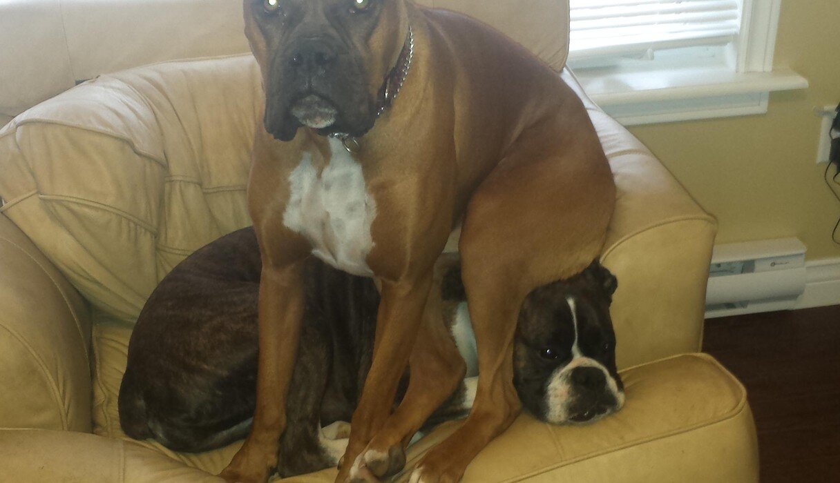 11 Stubborn Dogs Who Prefer To Sit On ... Other Dogs - The Dodo