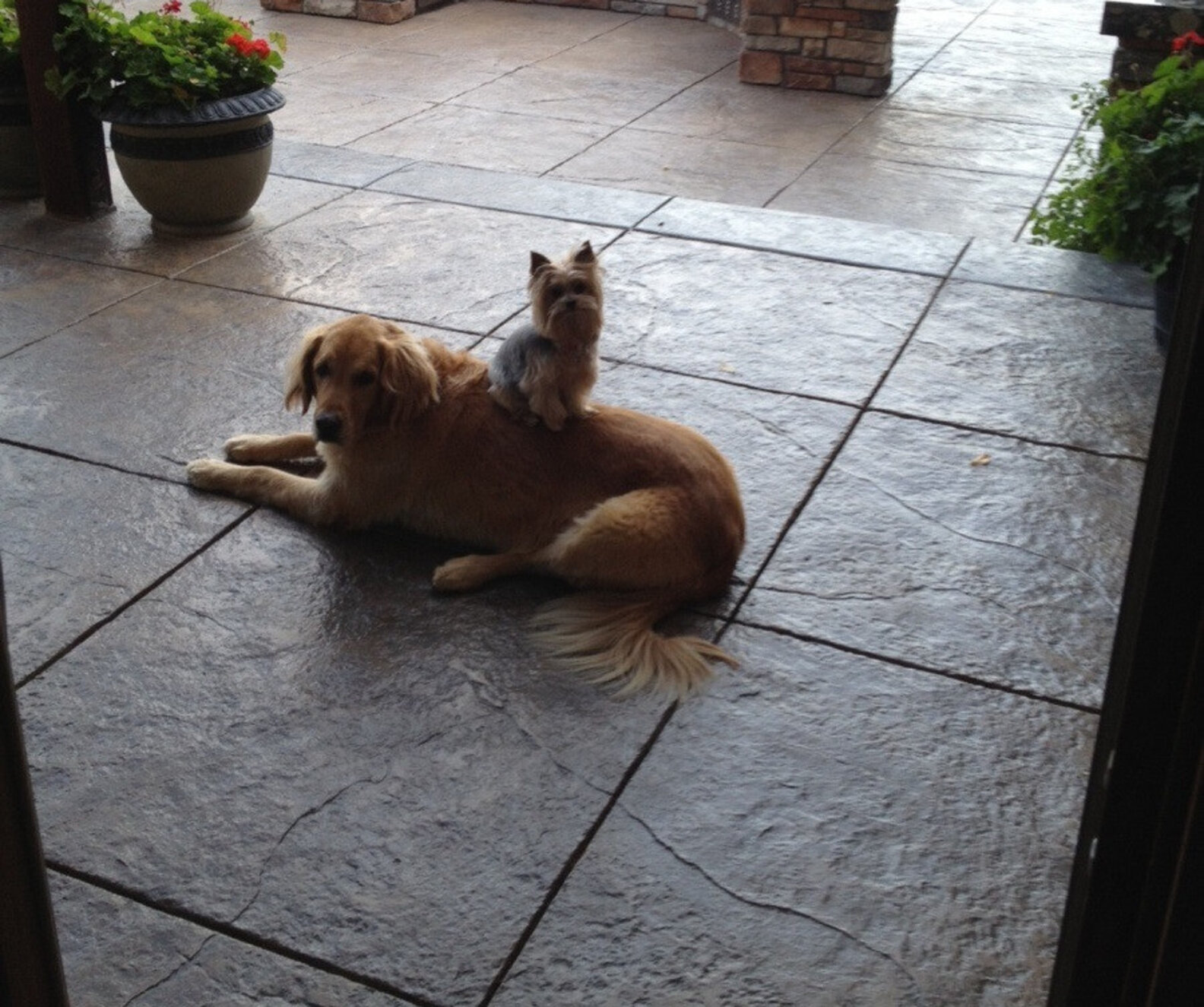 11 Stubborn Dogs Who Prefer To Sit On ... Other Dogs - The Dodo