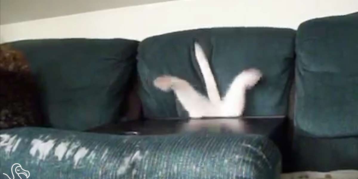 WATCH: Cats Smooshing Into Couches - The Dodo
