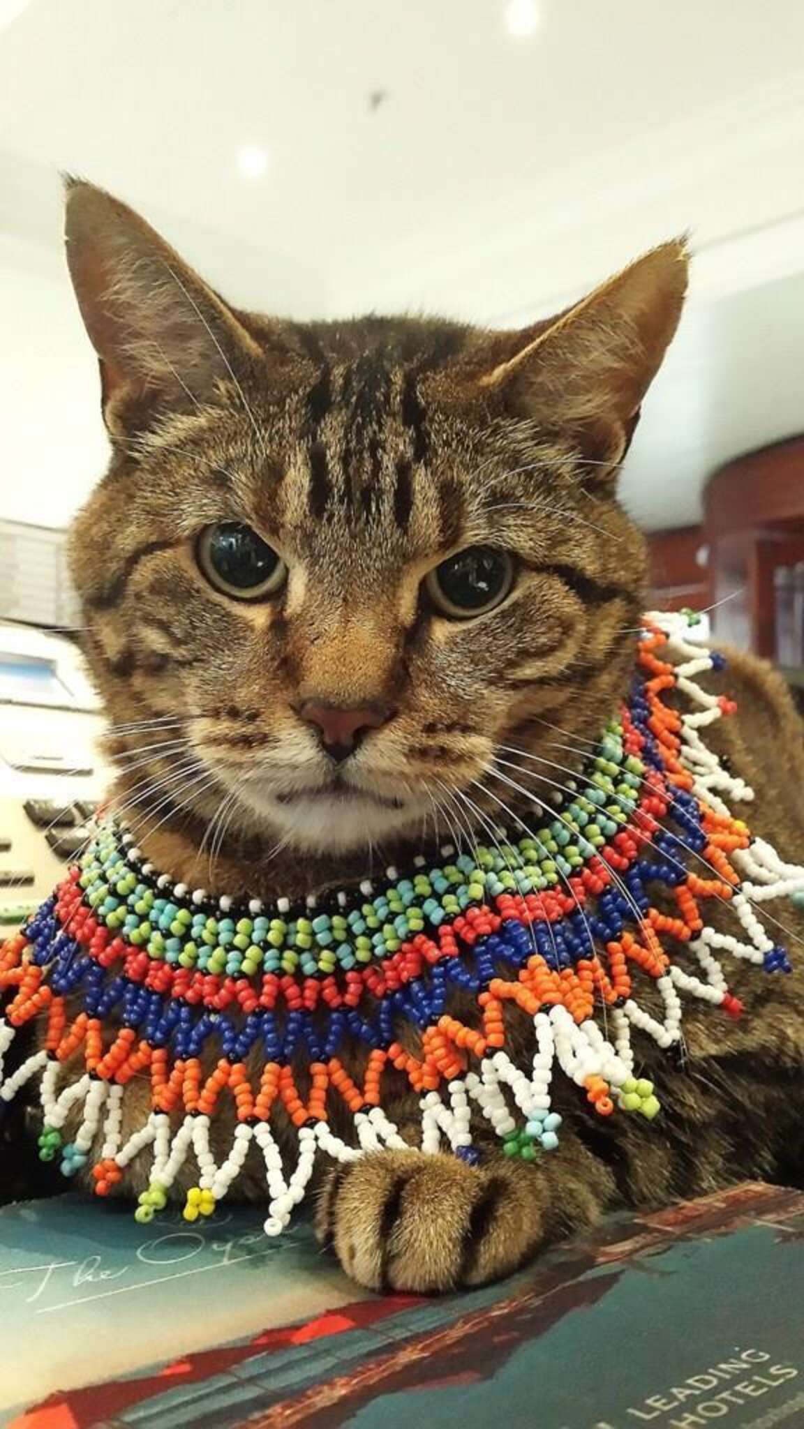 Africa's Grumpiest Cat Has The Best Life Ever - The Dodo