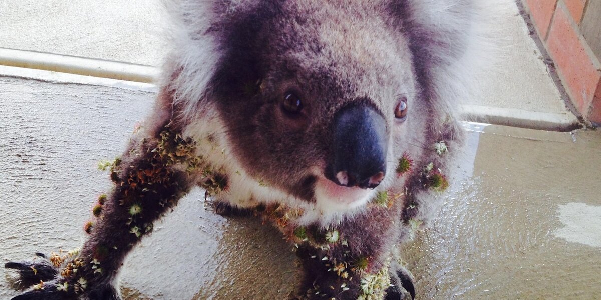 Koala Who Fell Into Bush Asks Kind Man For Help Video - The Dodo