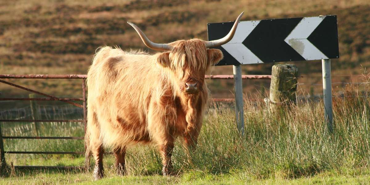 This Small Nation Has So Very Many Shaggy Animals - The Dodo