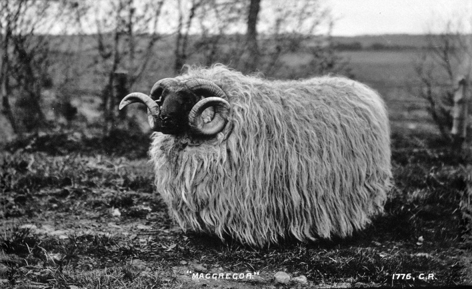 This Small Nation Has So Very Many Shaggy Animals - The Dodo