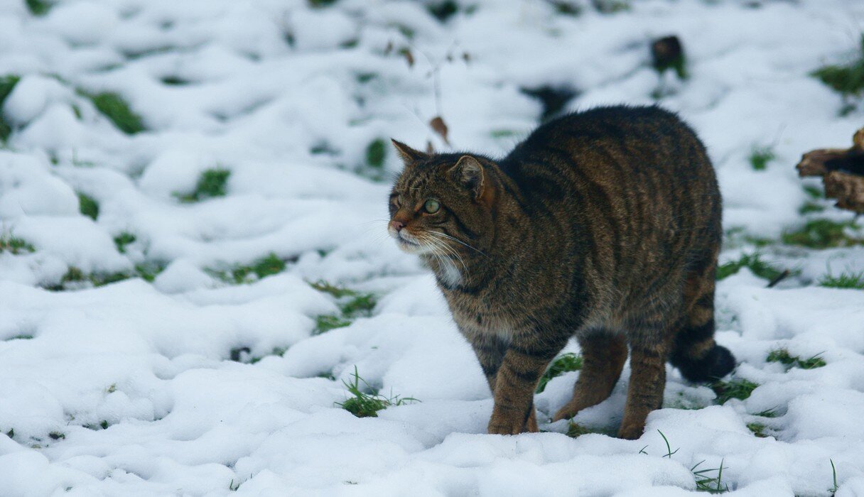 This Small Nation Has So Very Many Shaggy Animals - The Dodo