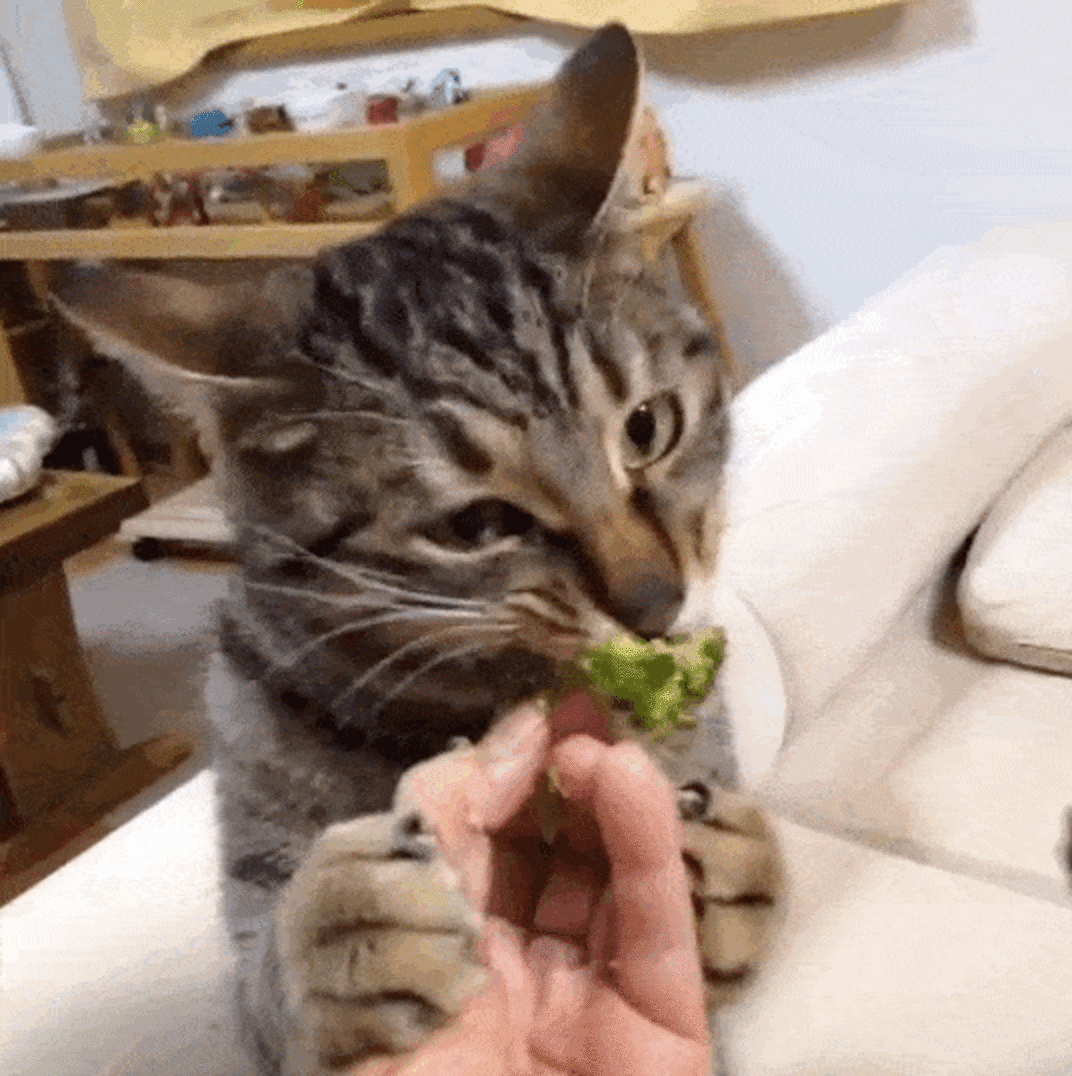 11 Cats and Dogs Who Totally Don't Get Why Some People Hate Broccoli ...