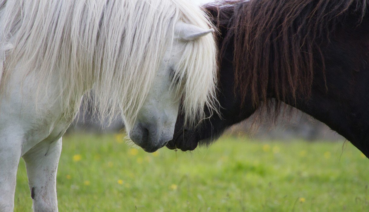 This Small Nation Has So Very Many Shaggy Animals - The Dodo