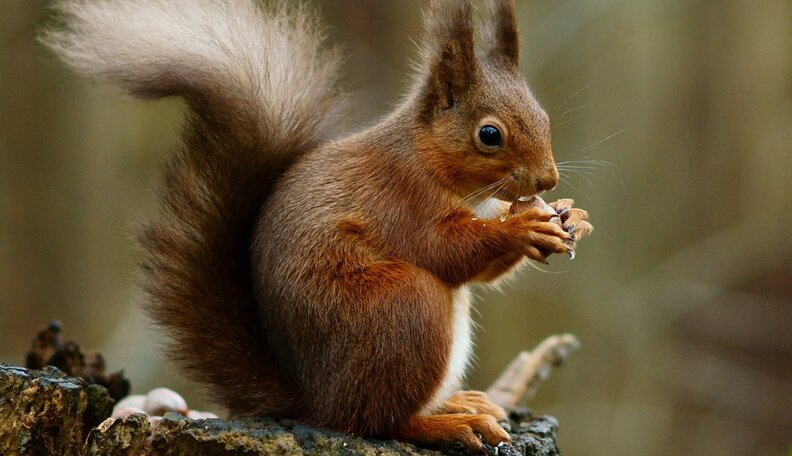 This Small Nation Has So Very Many Shaggy Animals - The Dodo