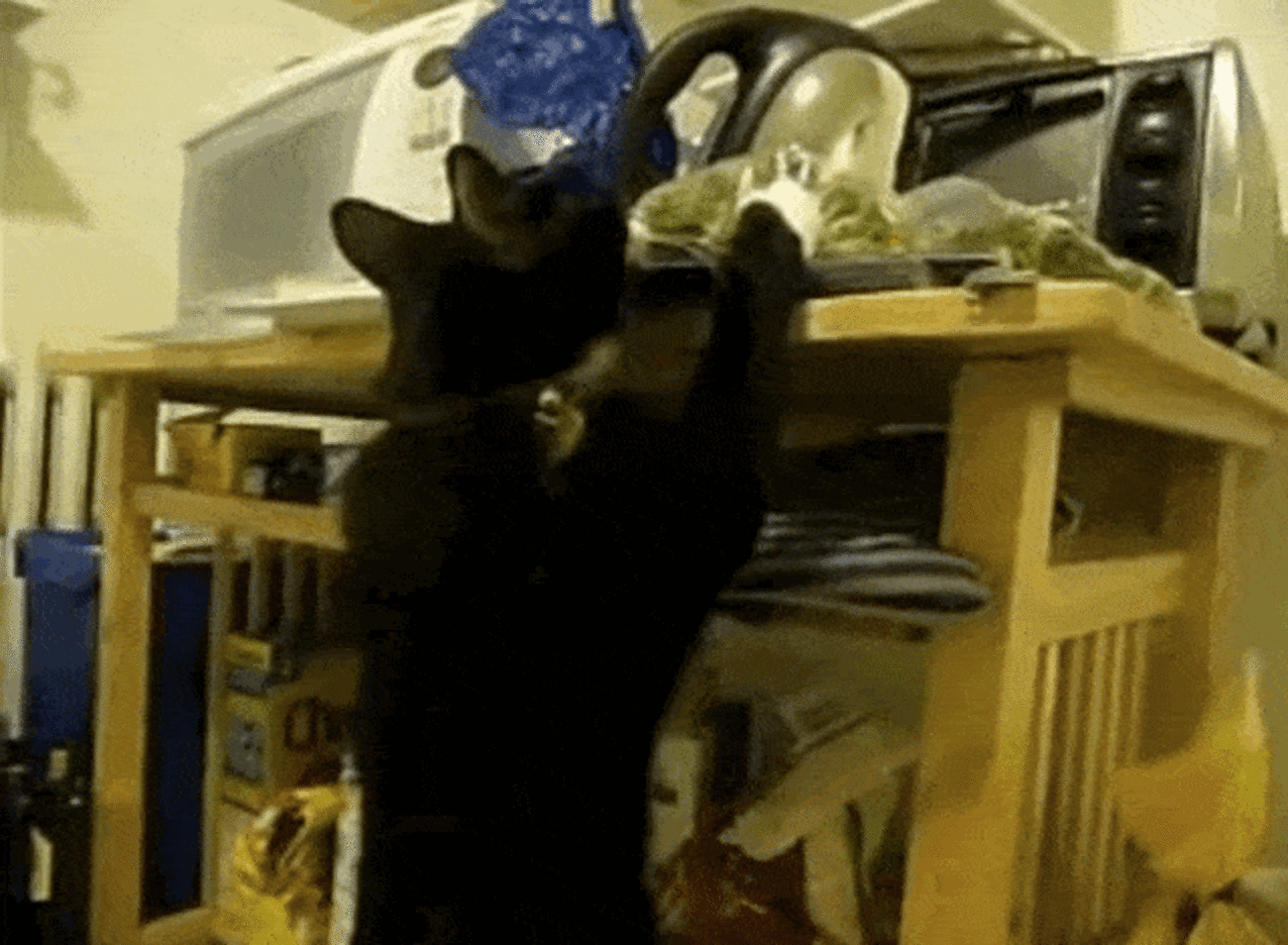 11 Cats and Dogs Who Totally Don't Get Why Some People Hate Broccoli ...