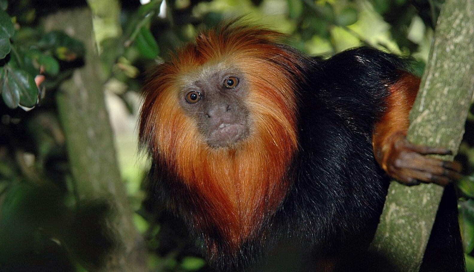 Disturbing Deaths Of Endangered Animals Plague UK Zoo - The Dodo