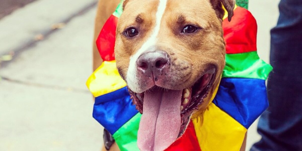 [Untitled] - The Dodo