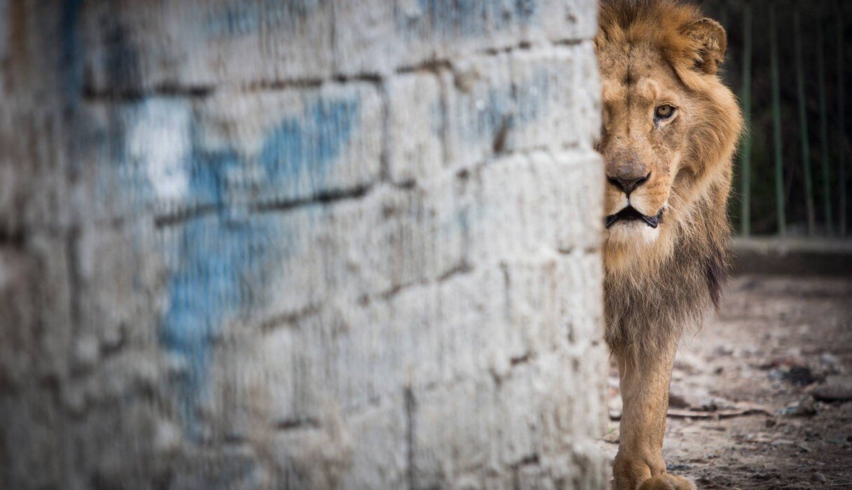 Lions Rescued From Zoo Take First Steps Into Grass And Sun - The Dodo