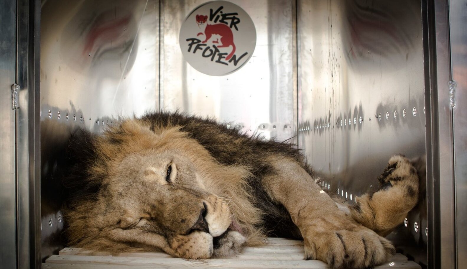 Lions Rescued From Zoo Take First Steps Into Grass And Sun - The Dodo