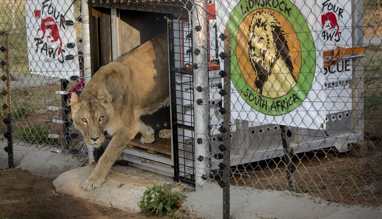 Lions Rescued From Zoo Take First Steps Into Grass And Sun - The Dodo