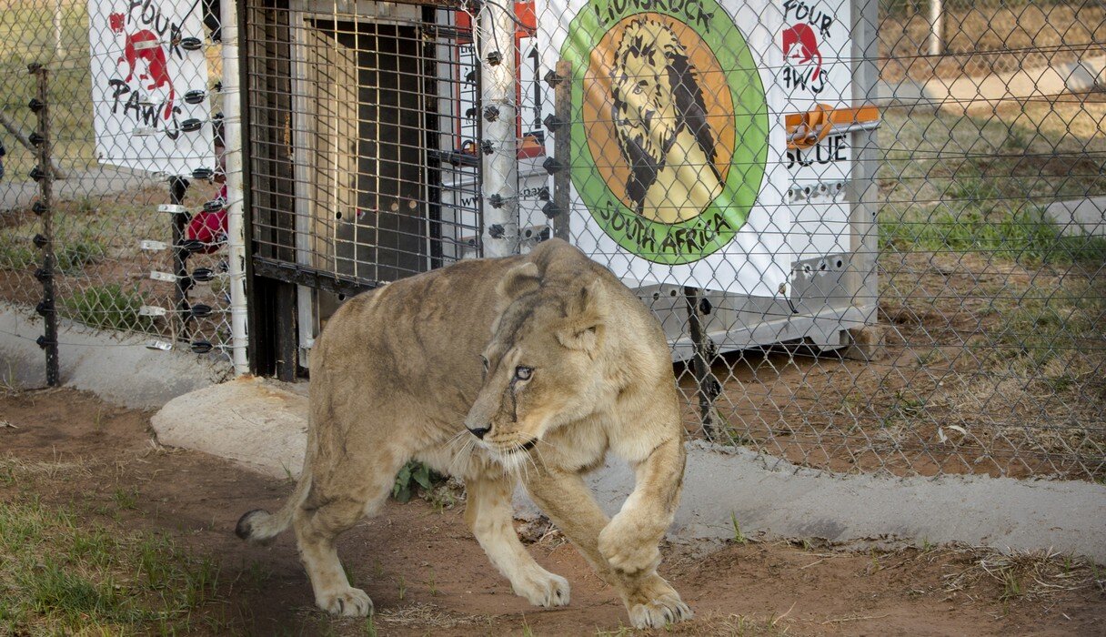 Lions Rescued From Zoo Take First Steps Into Grass And Sun - The Dodo