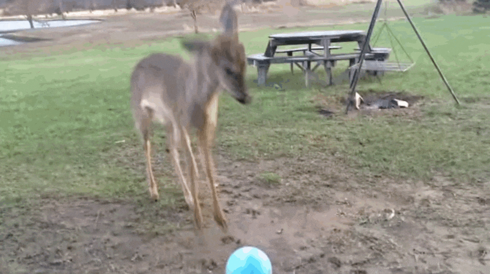 Baby Deer Plays With A Ball For The First Time, Loses His Sh*t - The Dodo