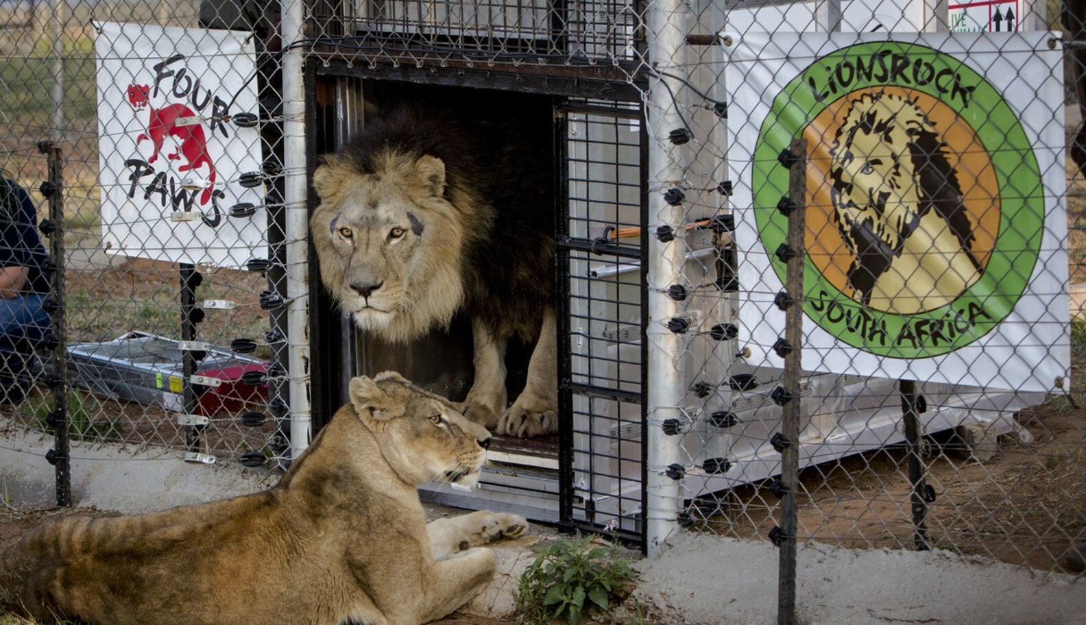 Lions Rescued From Zoo Take First Steps Into Grass And Sun - The Dodo