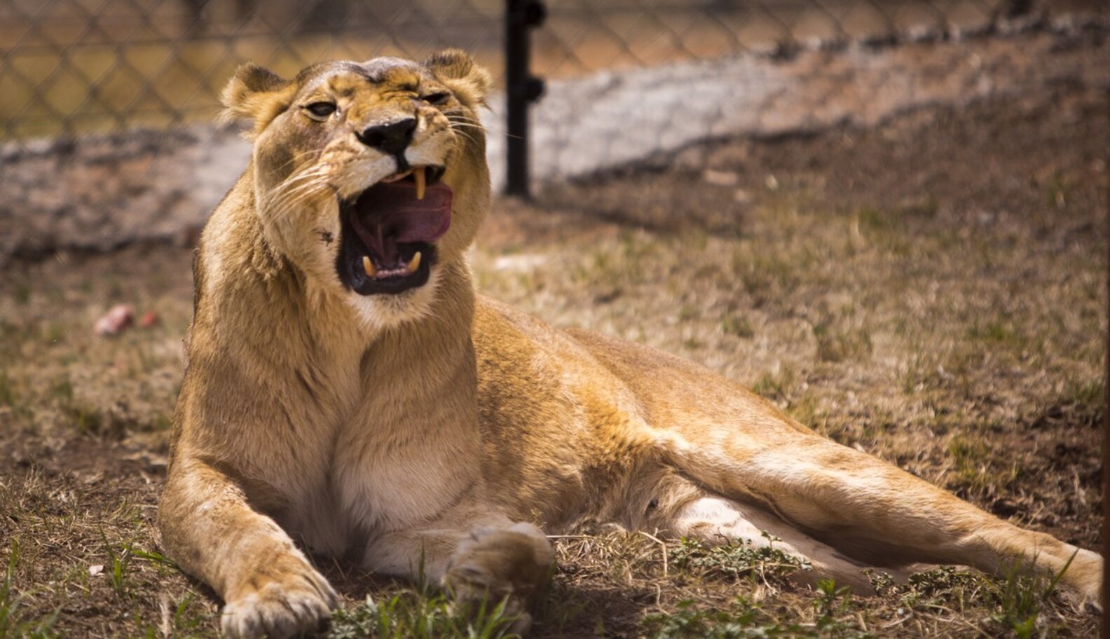 Lions Rescued From Zoo Take First Steps Into Grass And Sun - The Dodo