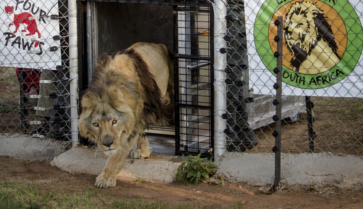 Lions Rescued From Zoo Take First Steps Into Grass And Sun - The Dodo