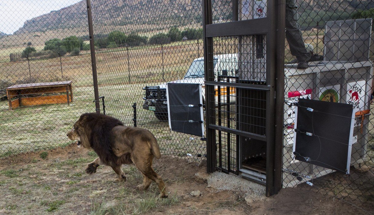 Lions Rescued From Zoo Take First Steps Into Grass And Sun - The Dodo